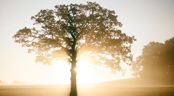 The Goodwood Estate - Underkeeper job